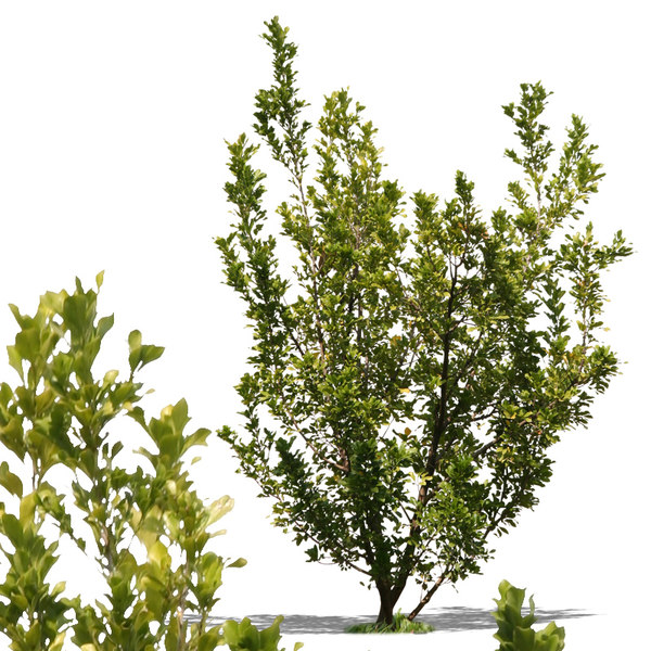 Texture Photoshop bush bushes tree