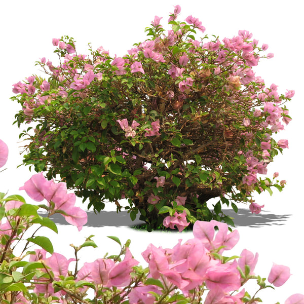 Texture JPEG shrubbery bush bushes