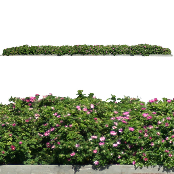 Texture JPEG shrubbery bush bushes