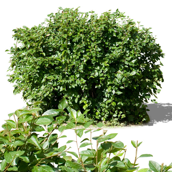 Texture JPEG shrubbery bush bushes