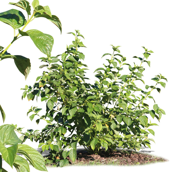 Texture JPEG shrubbery bush bushes