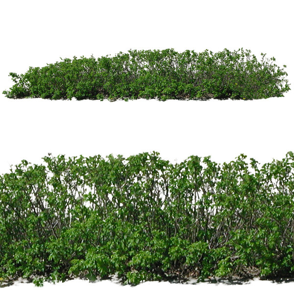 Texture JPEG shrubbery bush bushes