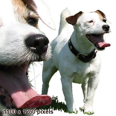 Texture Photoshop dog puppy pet