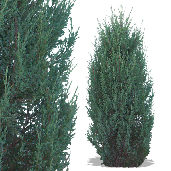 Texture JPEG shrubbery bush bushes