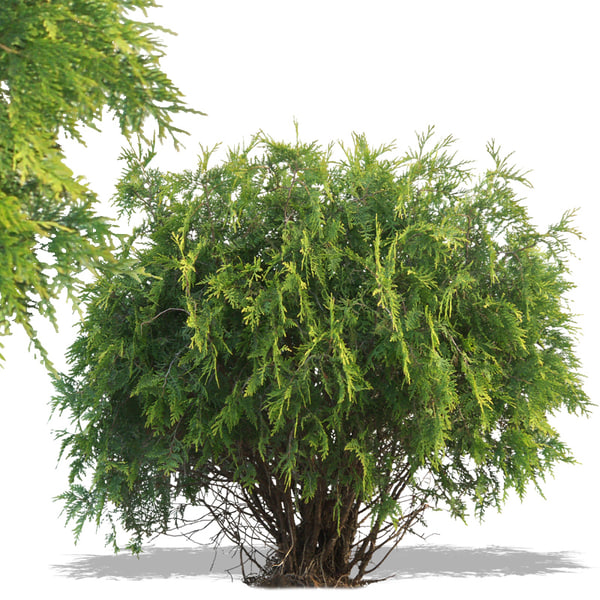 Texture JPEG shrubbery bush bushes