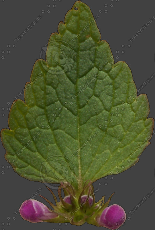 Texture Windows Bitmap flower photo transparent