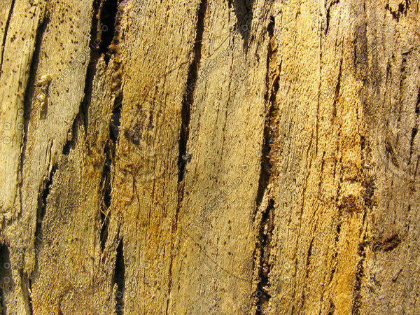 Texture JPEG wood