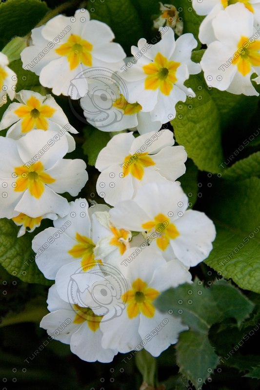 Stock Windows Bitmap primevere primula flower