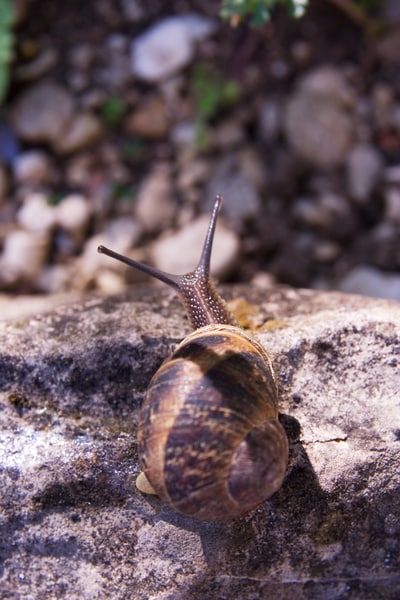 Stock Windows Bitmap snail shell animal