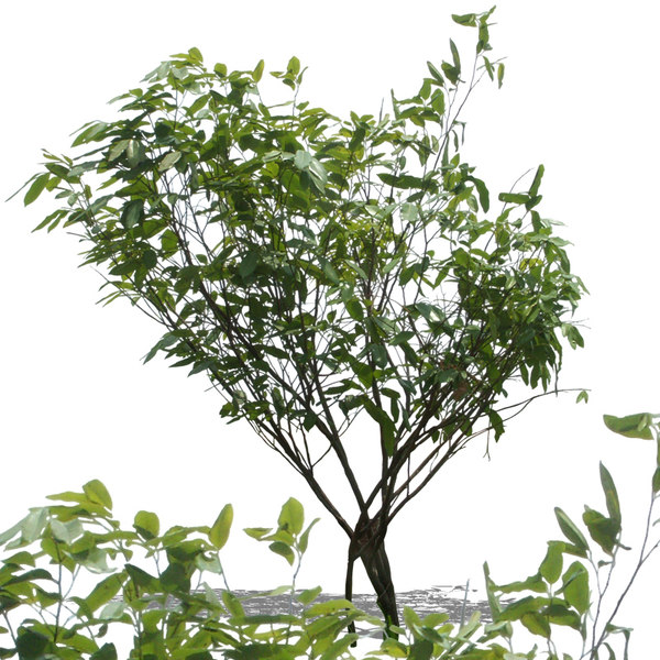 Texture JPEG shrubbery bush bushes