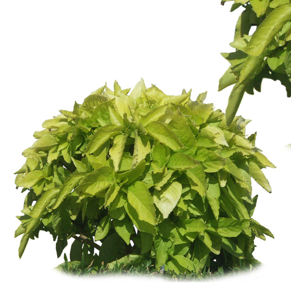 Texture JPEG shrubbery bush bushes