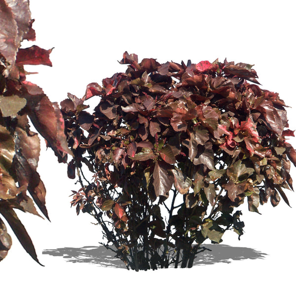 Texture JPEG shrubbery bush bushes