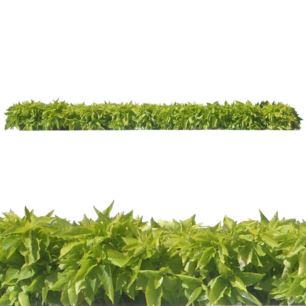 Texture JPEG shrubbery bush bushes