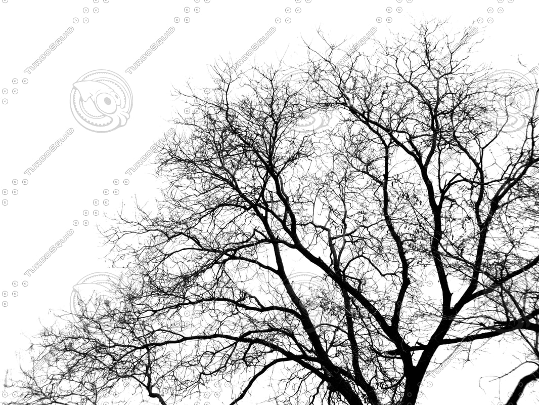 Texture JPEG Tree map shadow