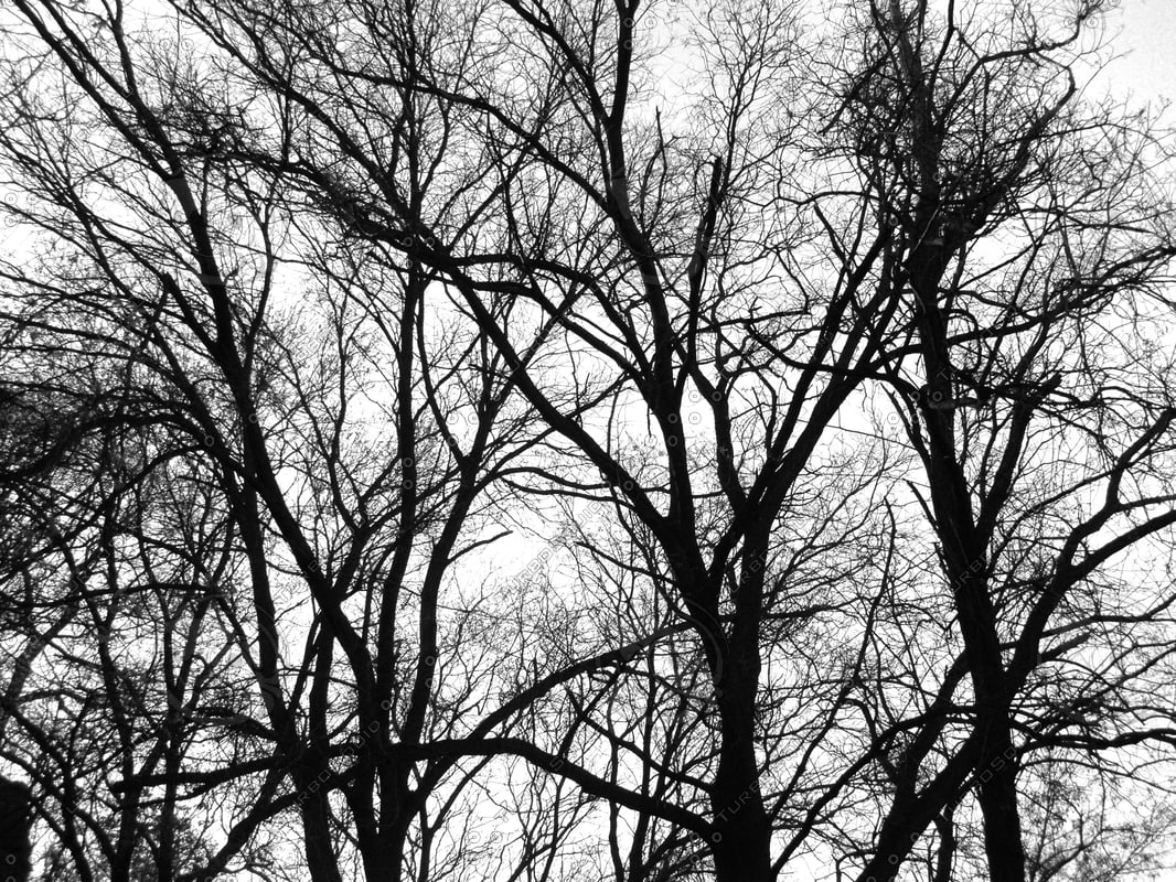 Texture JPEG Tree shadow map