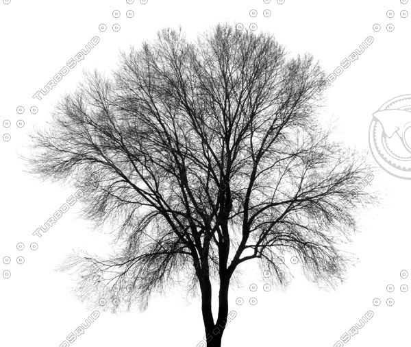 Texture JPEG Tree light map