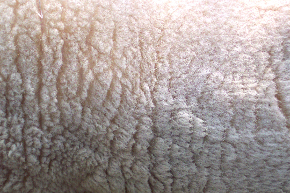 Texture JPEG Wool sheep animal