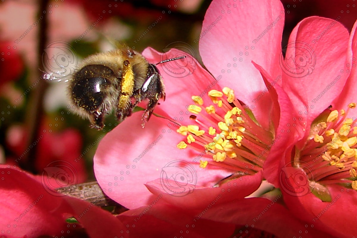 Stock Windows Bitmap bumblebee bee insect