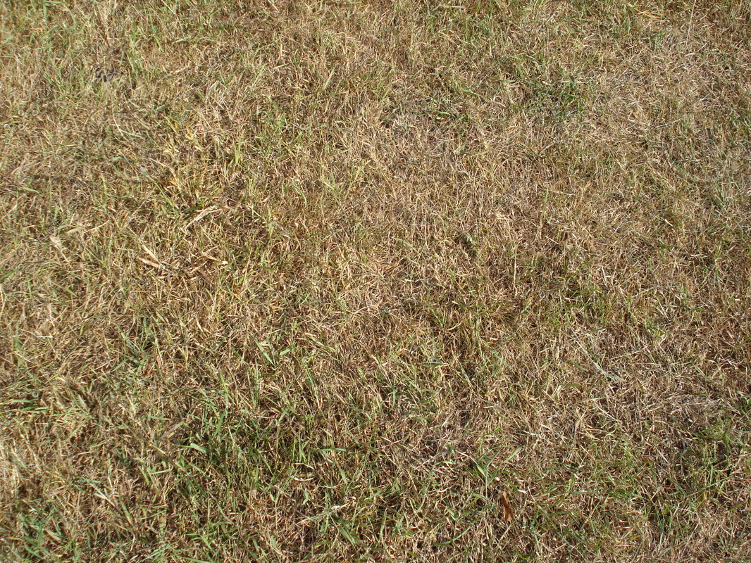 Texture JPEG grass vegetation ground