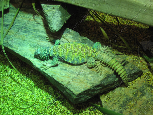 Stock JPEG lizard aquarium scales