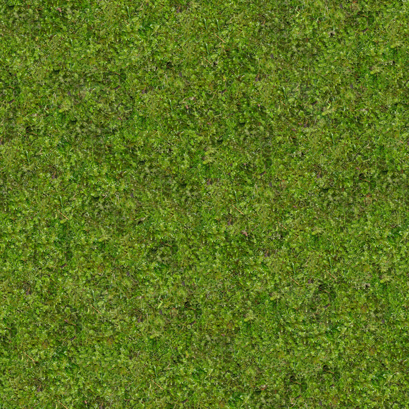 Texture JPEG moss mossy ground