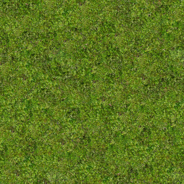 Texture JPEG moss mossy ground