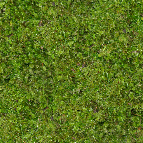 Texture Other moss mossy ground