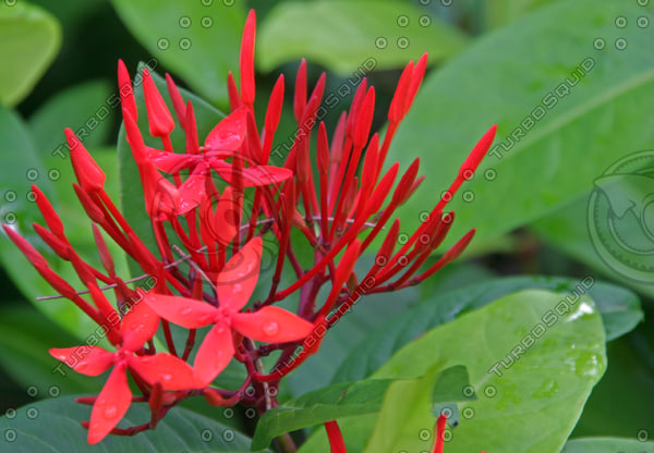 Stock JPEG FLOWERS LANDSCAPE CITYSCAPE