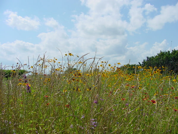Stock JPEG farm landscape Texas