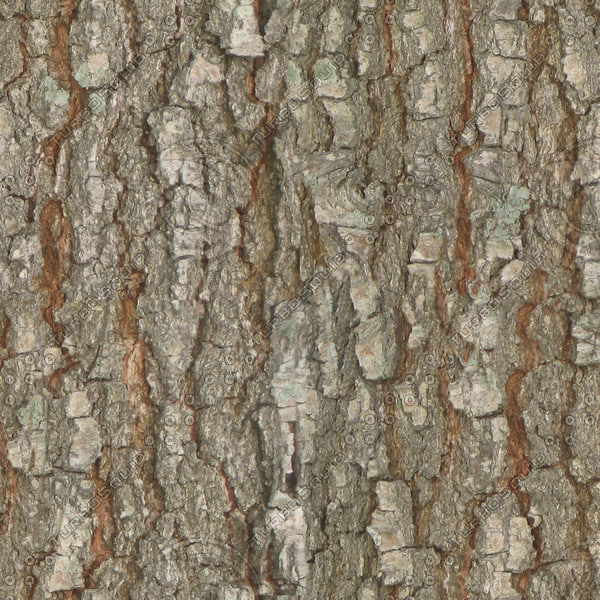 Texture JPEG tree bark wood