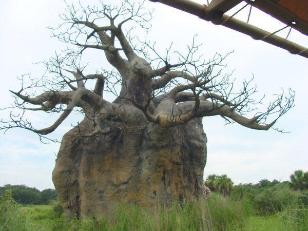 Stock JPEG tree nature branches