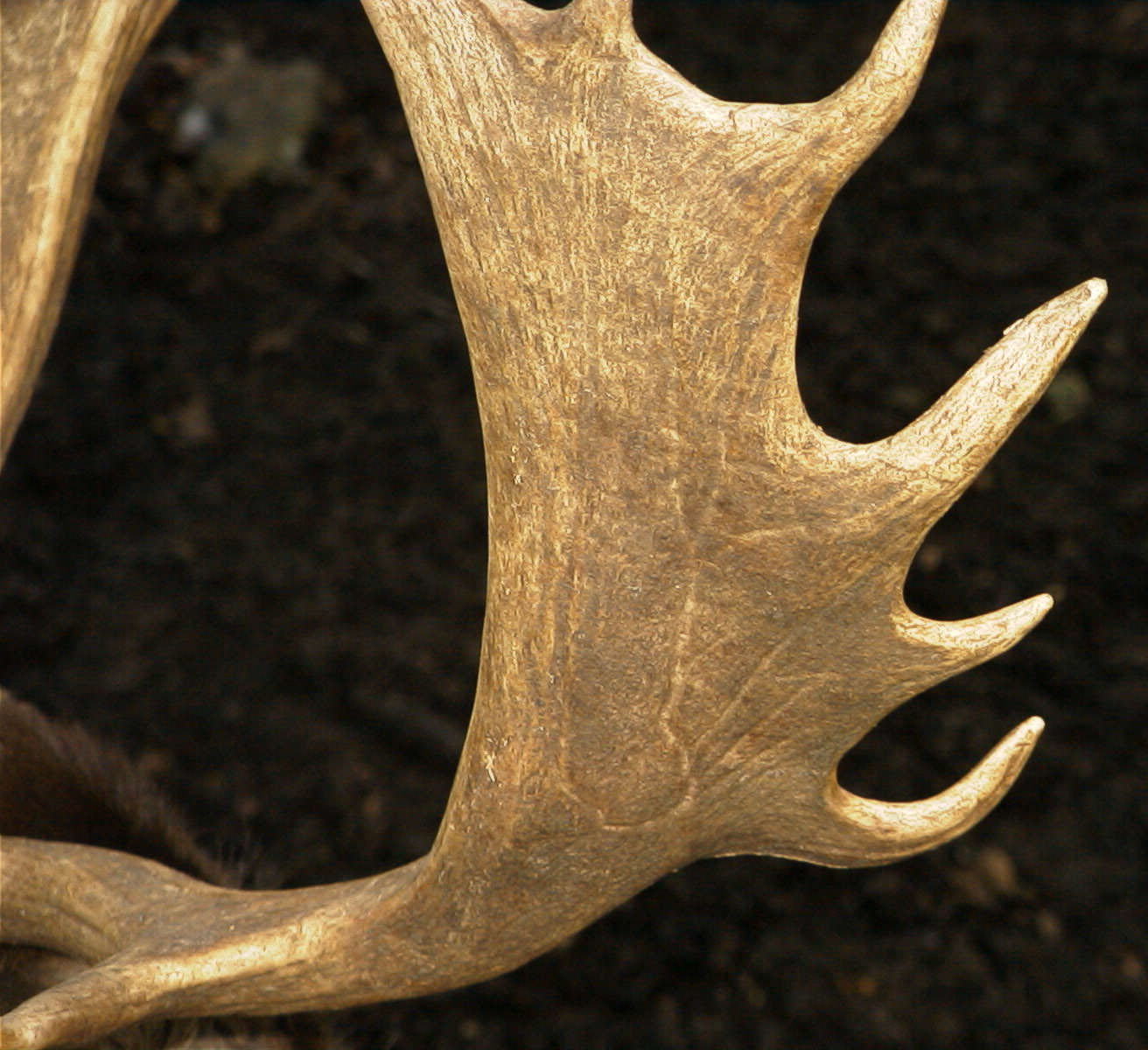 Texture JPEG antler dear animal