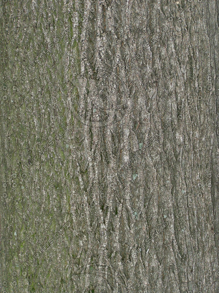 Texture JPEG Tree Bark Wook