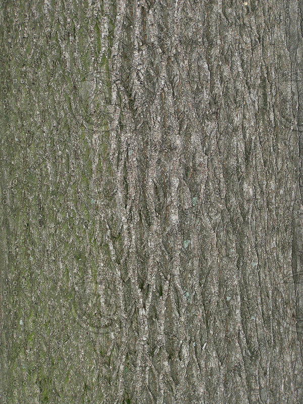 Texture JPEG Tree Bark Wook