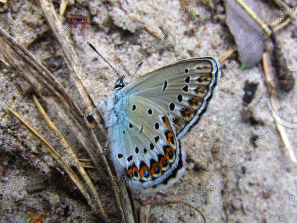 Stock JPEG butterfly insect