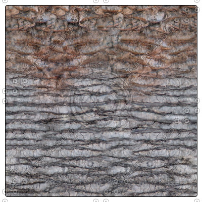 Texture JPEG palm wood cocos