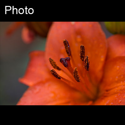 Stock TIFF Flower plant red