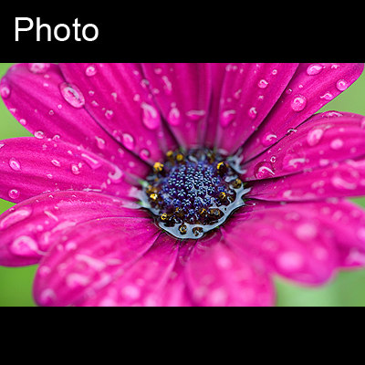 Stock TIFF flower plant purple