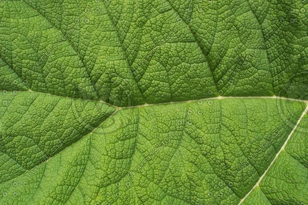 Texture JPEG leaf plant surface