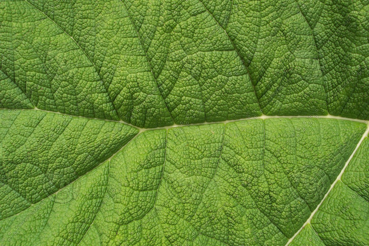 Texture JPEG leaf plant surface