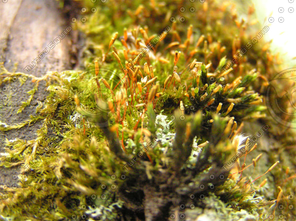 Stock JPEG moss plant