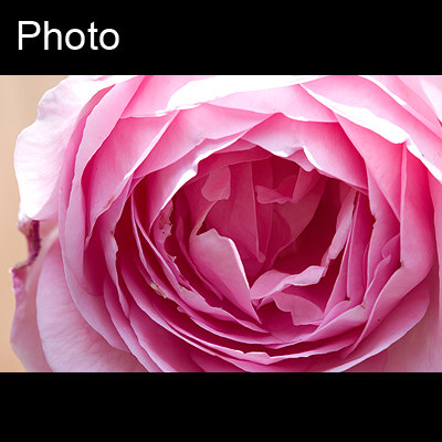 Stock TIFF rose flower rod