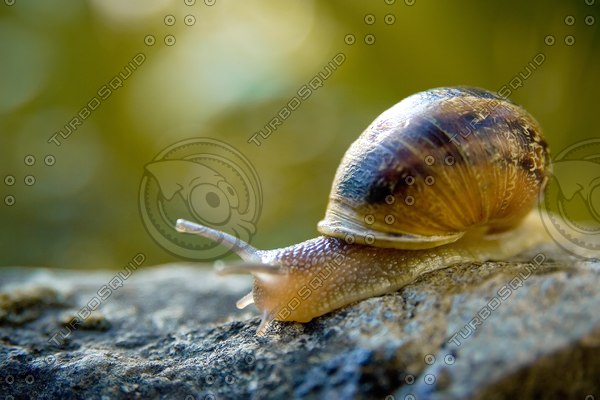 Stock Windows Bitmap snail shell animal