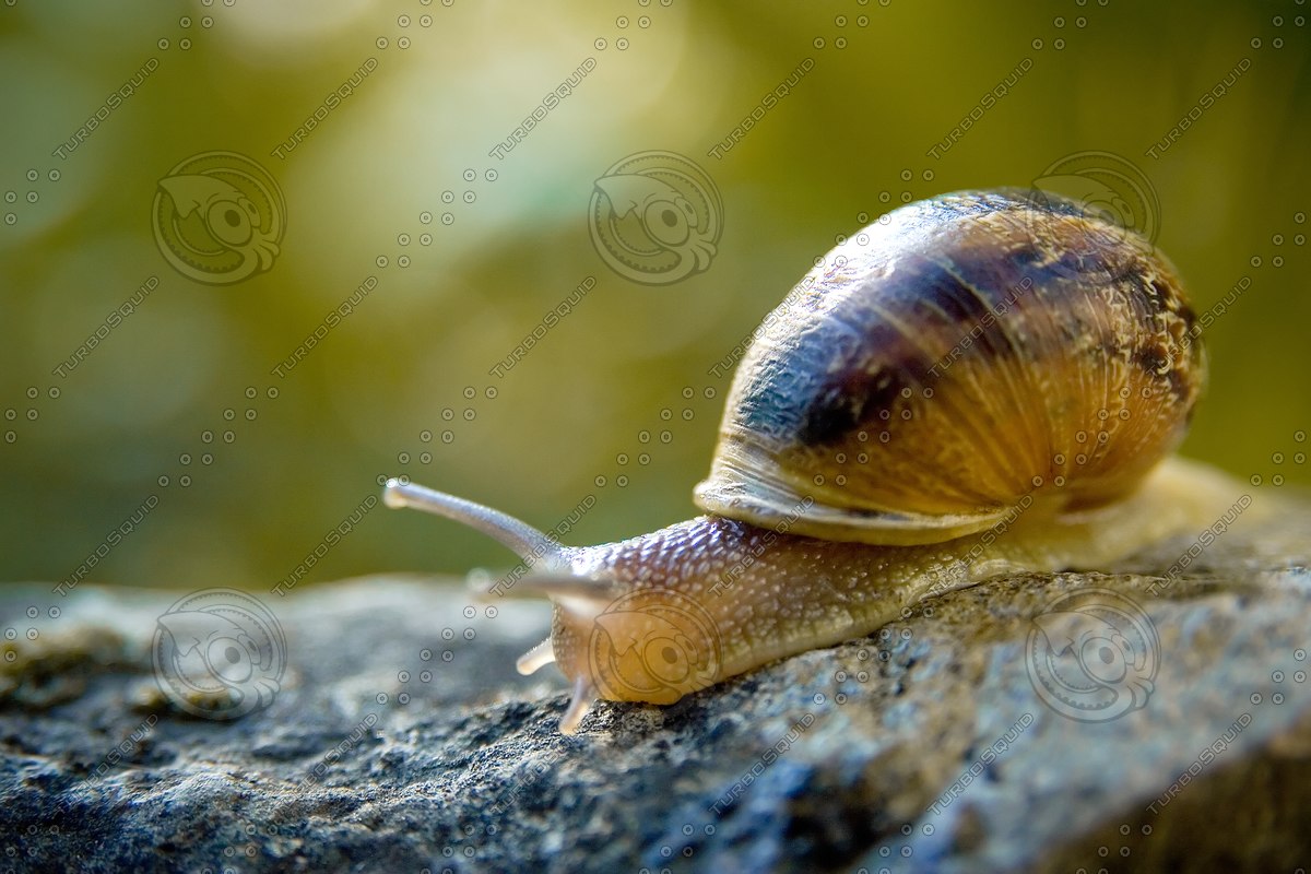 Stock Windows Bitmap snail shell animal