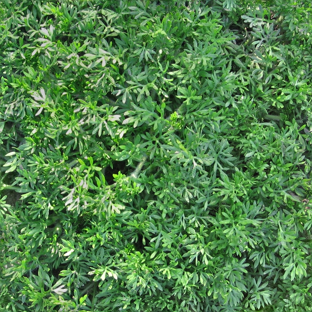 Texture JPEG terrain foliage tileable