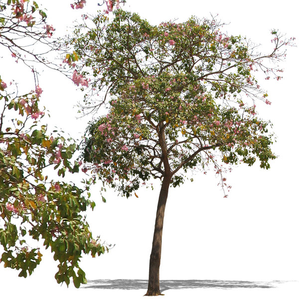 Texture Photoshop tree blossom garden