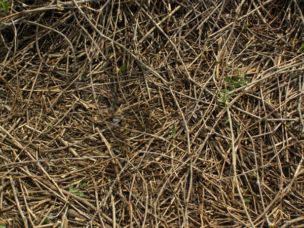 Texture JPEG twigs cover ground
