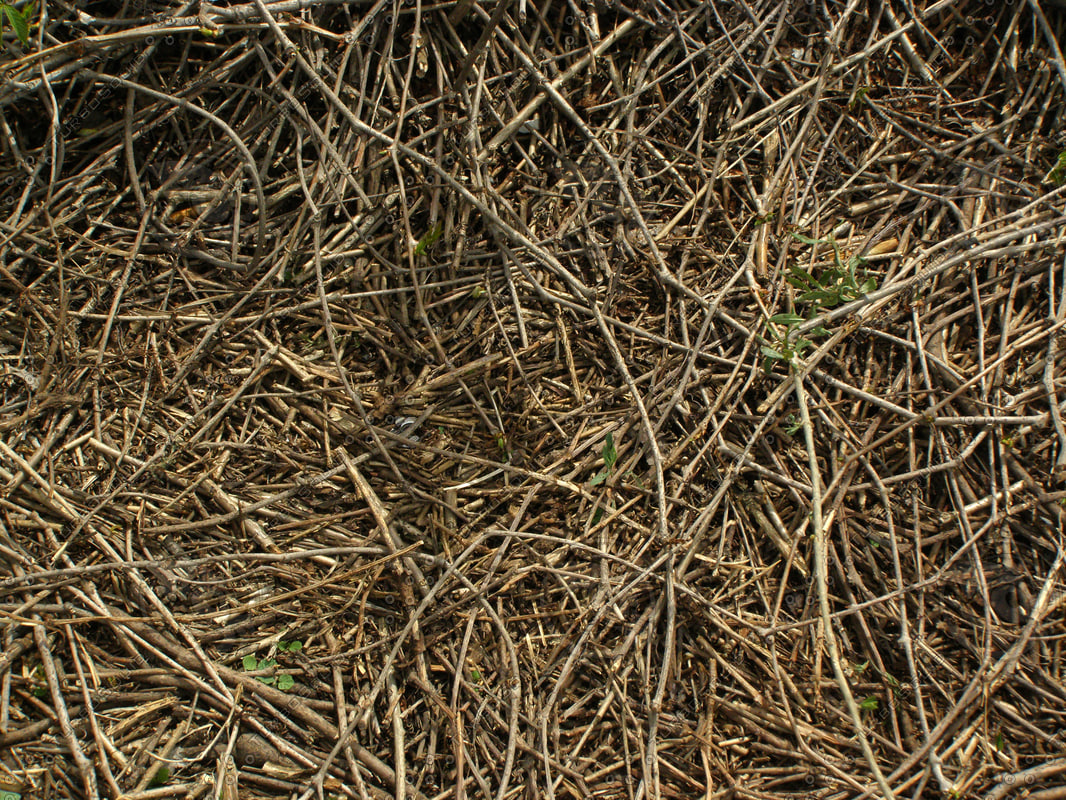 Texture JPEG twigs cover ground