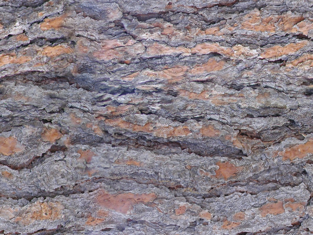 Texture Windows Bitmap bark tree trunk