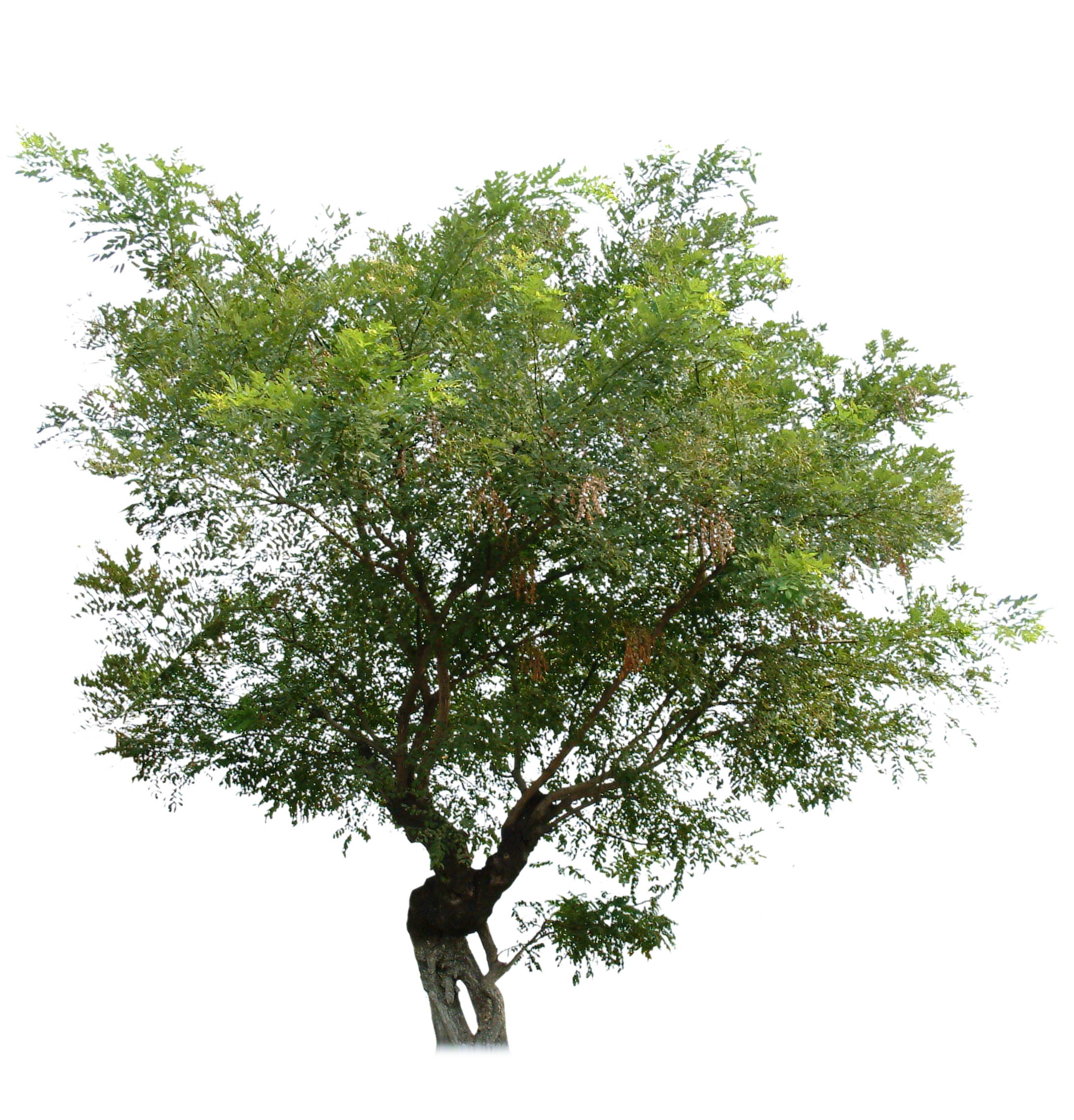 Texture TIFF ultimate collection tree